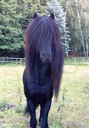 Islandpferde, Rappe, 4 Gänger, Sleipnir von Hermannsburg ...